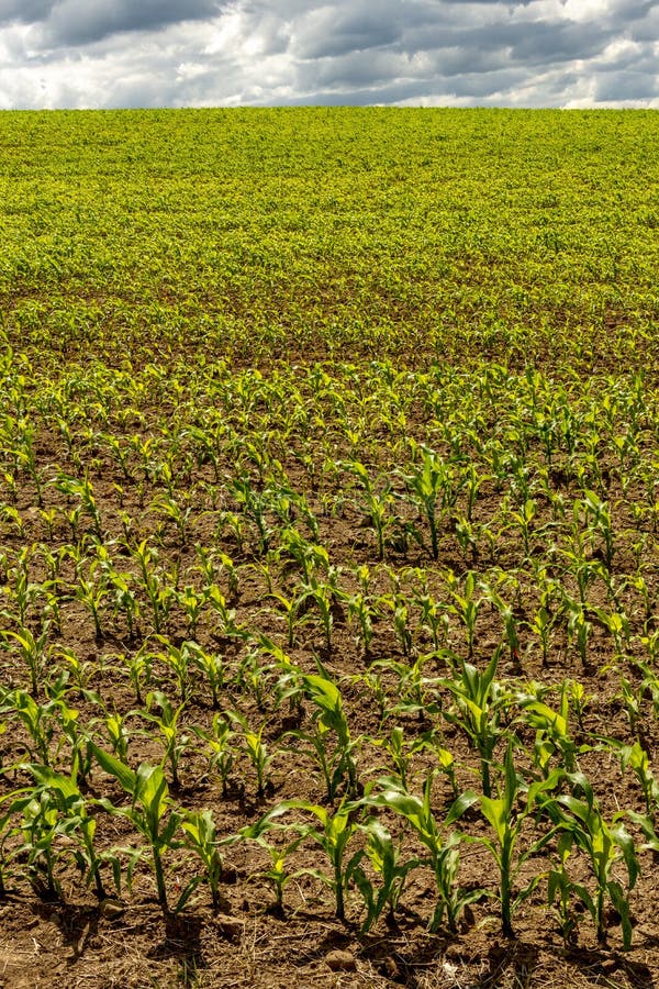 Vertical Shot of Young Sprout of Maize Under a Cloudy Sky Stock Photo ...