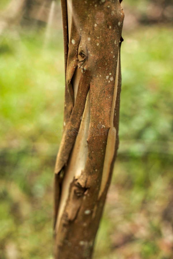 Vertical Shot of a Young Tree in the Forest Stock Photo - Image of ...
