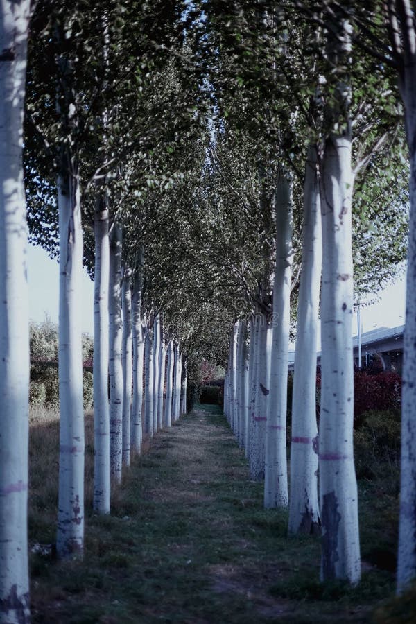 Vertical Shot of Young Trees Growing in Lines Stock Photo - Image of ...