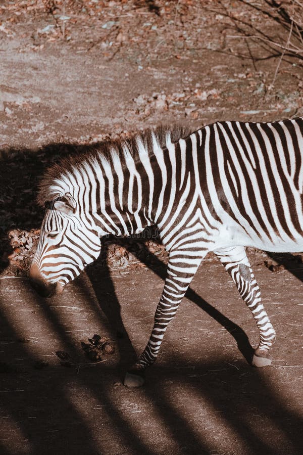 Vertical Shot of Zebra Walking in the Zoo Under Sunlight Stock Image ...