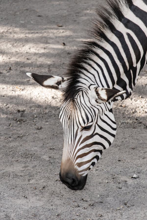 924 Zebra Vertical Photos - Free & Royalty-Free Stock Photos from ...