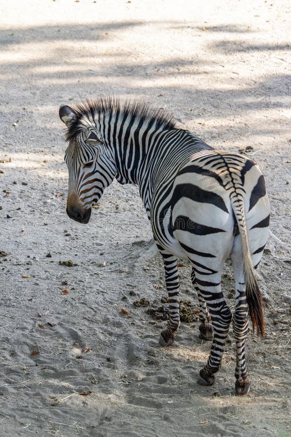 Vertical Shot of Zebra on the Zoo Stock Photo - Image of vertical ...