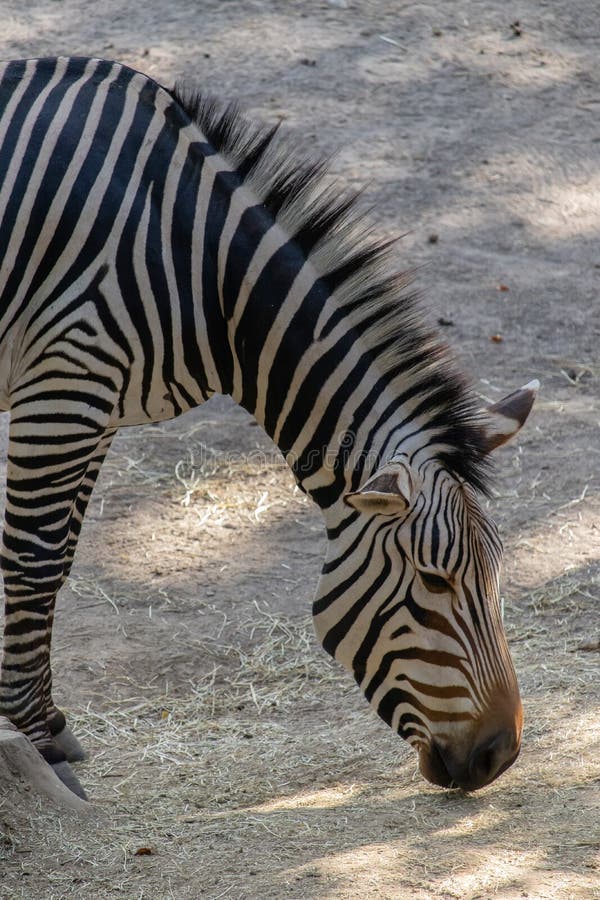 Vertical Shot of Zebra on the Zoo Stock Image - Image of mammal, wild ...
