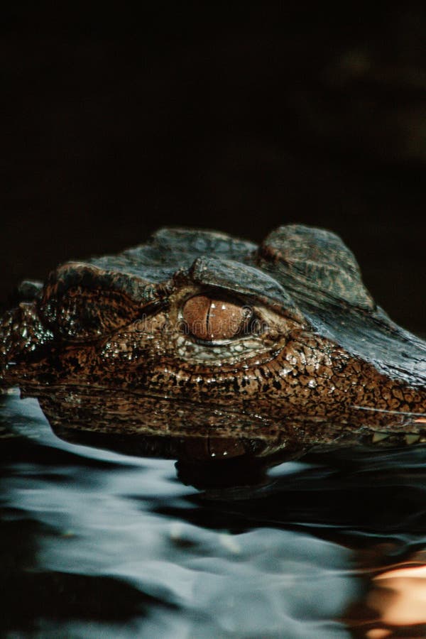 Vertical Side Closeup of Cuvier S Dwarf Caiman Head on the Dark ...