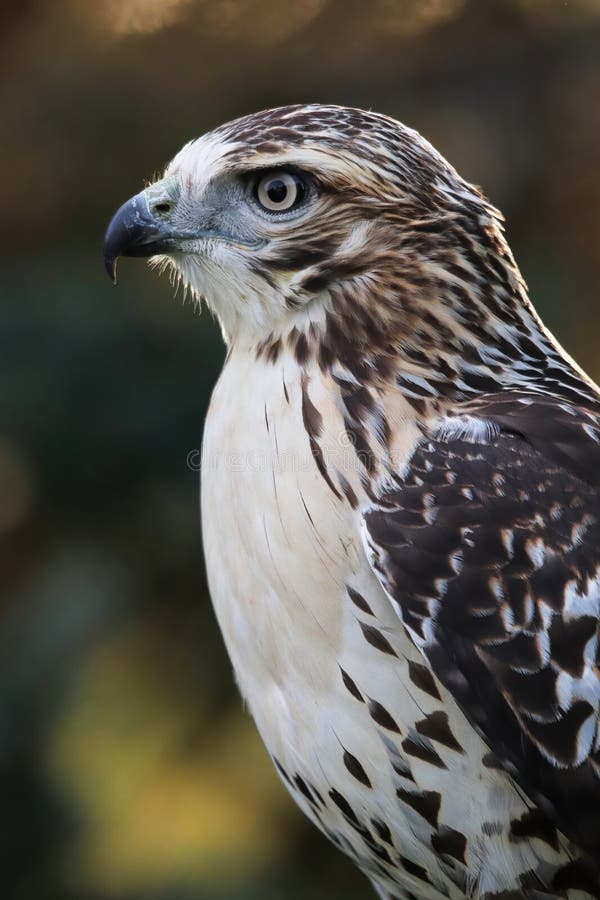 Vertical Side Head Portrait of a Red Tail Hawk Stock Photo - Image of ...