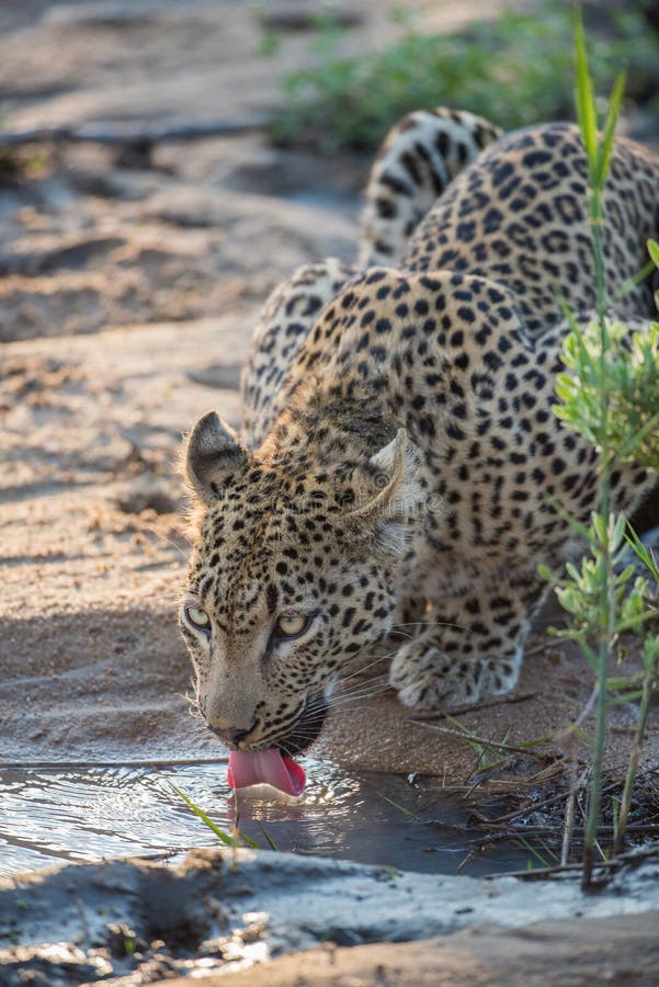 A Vertical Portrait of Cute Baby Leopard Cub Spotty Back Facing Away ...