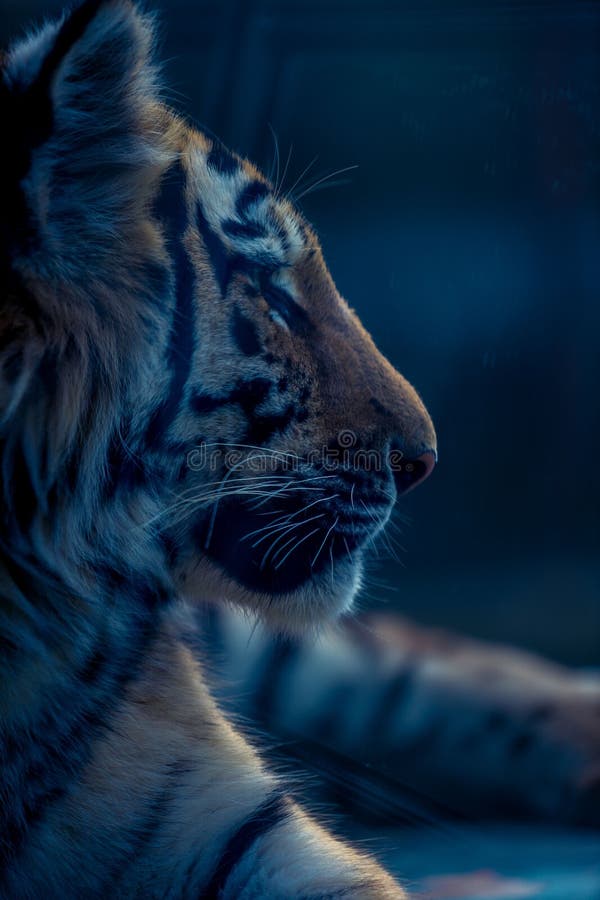 Vertical Side Portrait of a Tiger Stock Image - Image of side, face ...