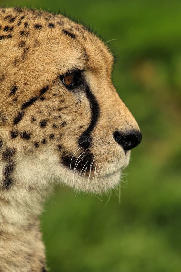 Vertical Side Profile of a Cheetah Looking Aside with Blurred Green ...