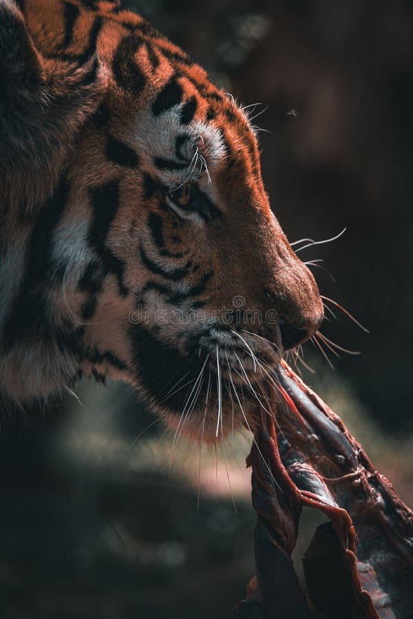 Vertical Side Profile of a Sumatran Tiger Holding Its Victim in Its ...