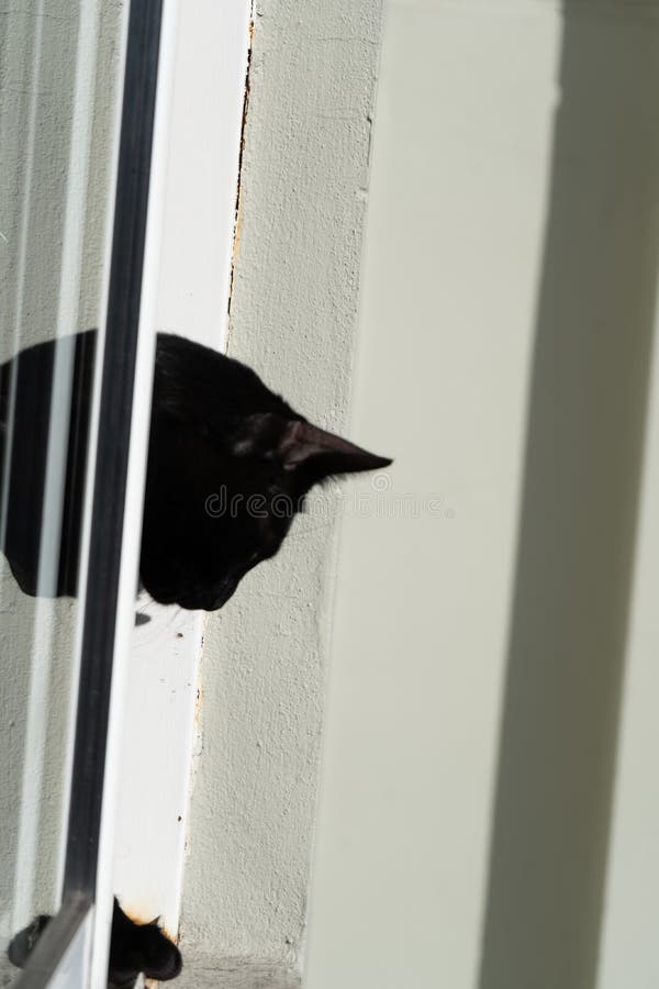 Vertical Side View of a Black Cat on a White Window Stock Photo - Image ...