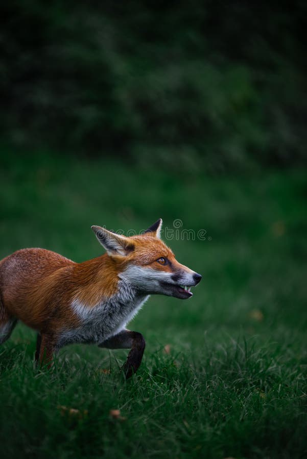 Vertical Side View of a Hungry Red Fox Looking for Prey in the Green ...