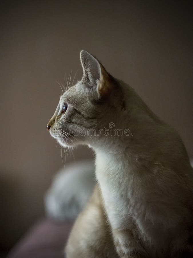 Vertical Side View of a White Cat Stock Image - Image of feline, animal ...