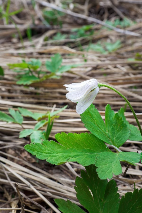 Vertical Side View White Flower of Anemone Nemorosa. Selective Focus ...