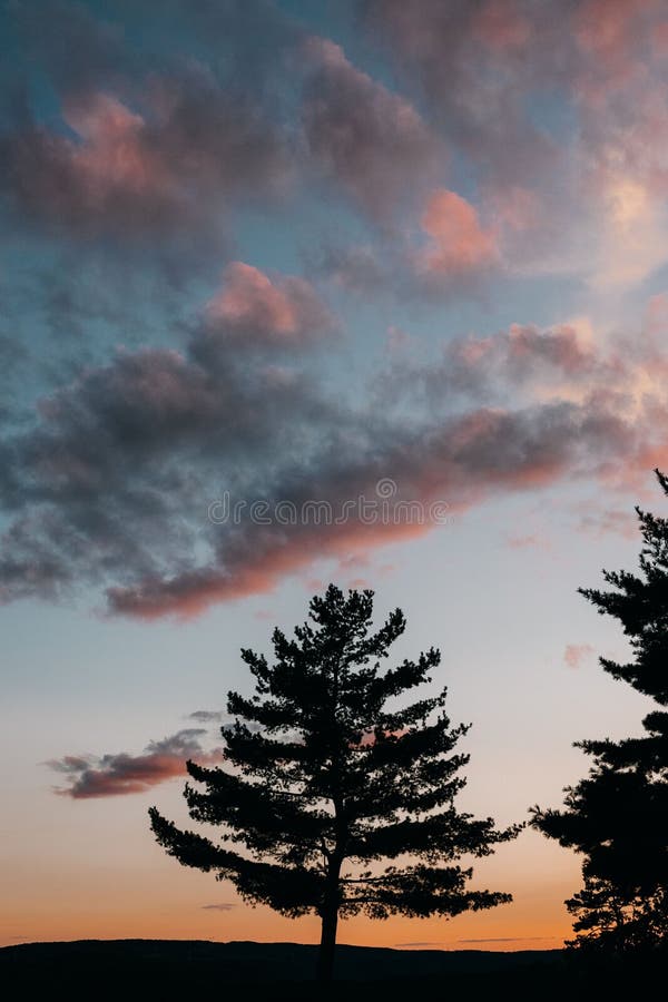 Vertical Silhouette of a Tree Under a Sunset Sky Stock Image - Image of ...