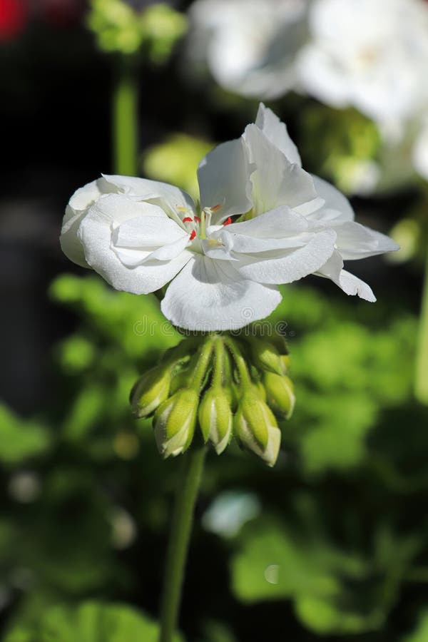 Vertical of a Single White Geranium in Flower Stock Photo - Image of summer, blooming: 234021486