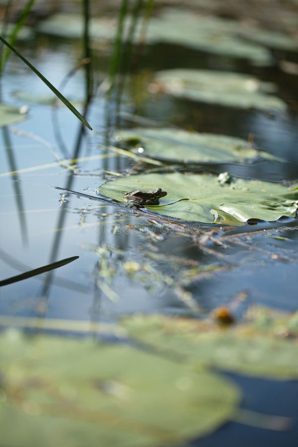 Vertical of a Small Frog Resting on the Big Leaves on the Water Surface ...