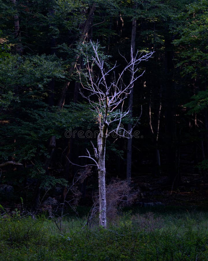 Vertical of a Small Leafless Tree Captured Against the Foliage of a ...