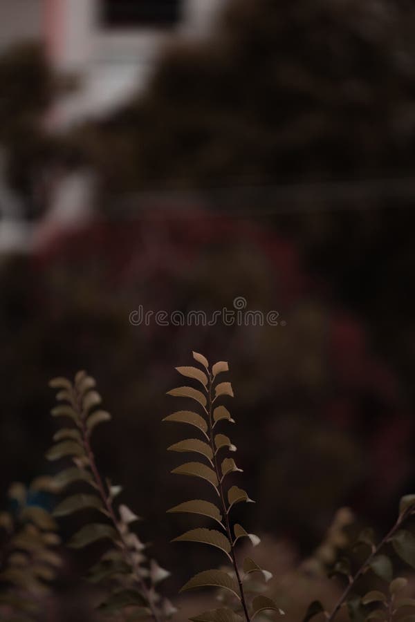 Vertical of Small Plants with Delicate Leaves on a Thin Branch Stock ...
