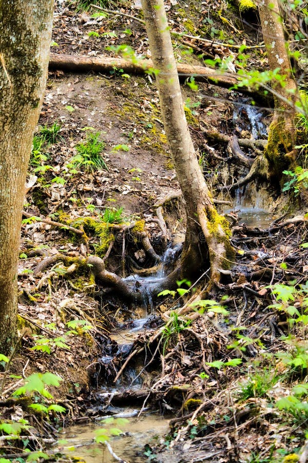 Vertical of a Small Stream of Water Flowing through the Tree Roots ...