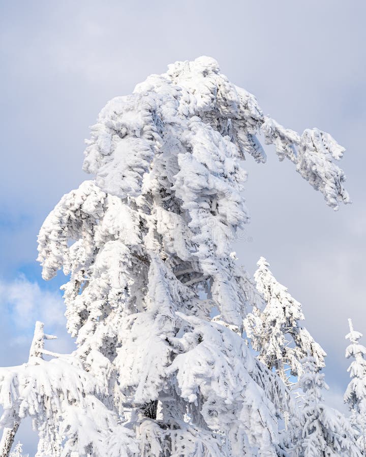 Vertical Snowy Trees in the Black Forest Mountains of Germany Stock ...