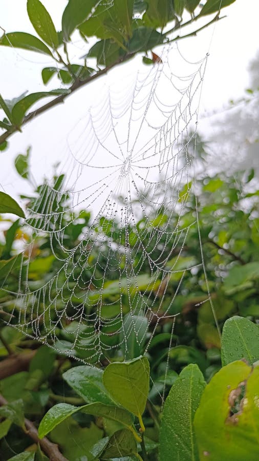 Vertical of a Spider Web on Leaves. Stock Image - Image of spider ...