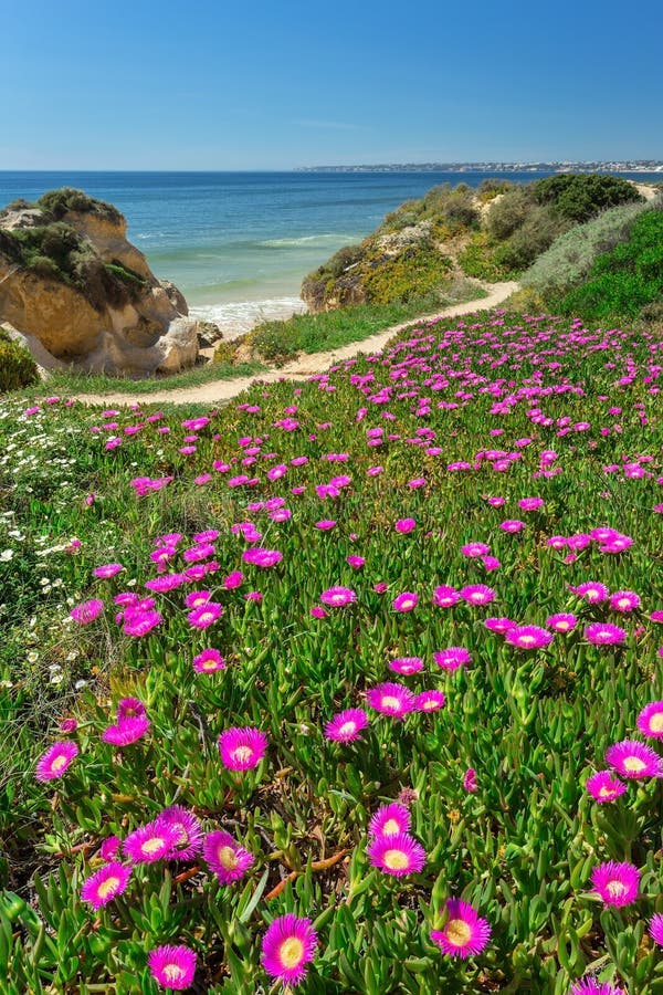 Vertical Spring Landscape Beach Gale. Portugal . Stock Image - Image of ...