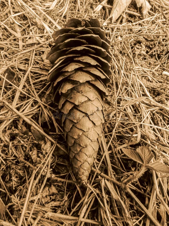 Vertical of a Spruce Cone in Dried Grass Stock Image - Image of nature ...