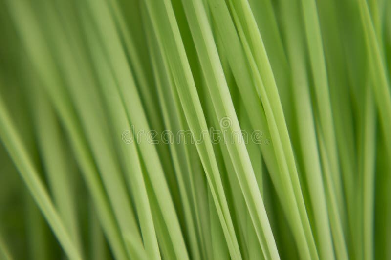 Vertical Stems of the Green Grass Stock Image - Image of lawn, foliage ...