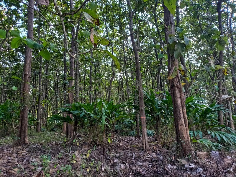 The Vertical Structure of the Teak Ecosystem in the Tropical Climate ...