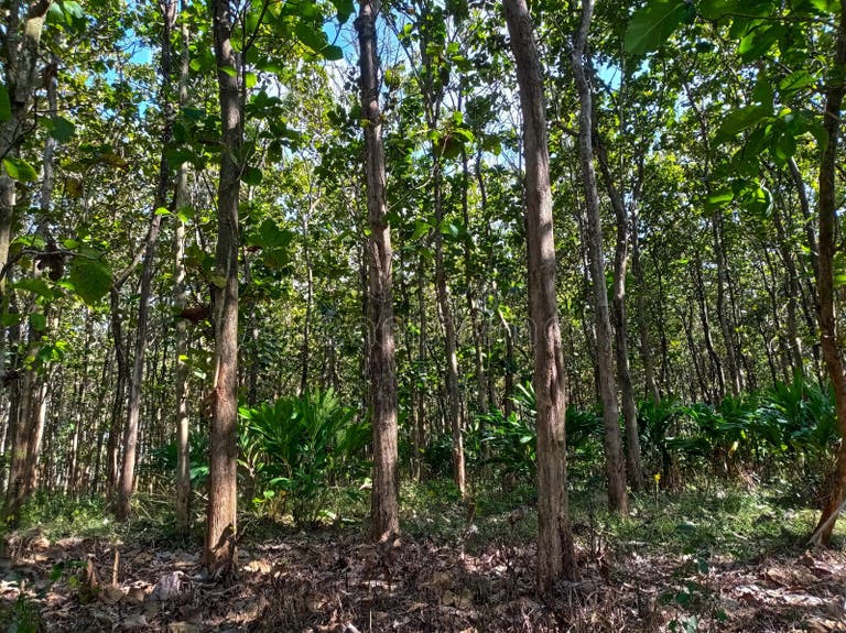 The Vertical Structure of the Teak Ecosystem in the Tropical Climate ...