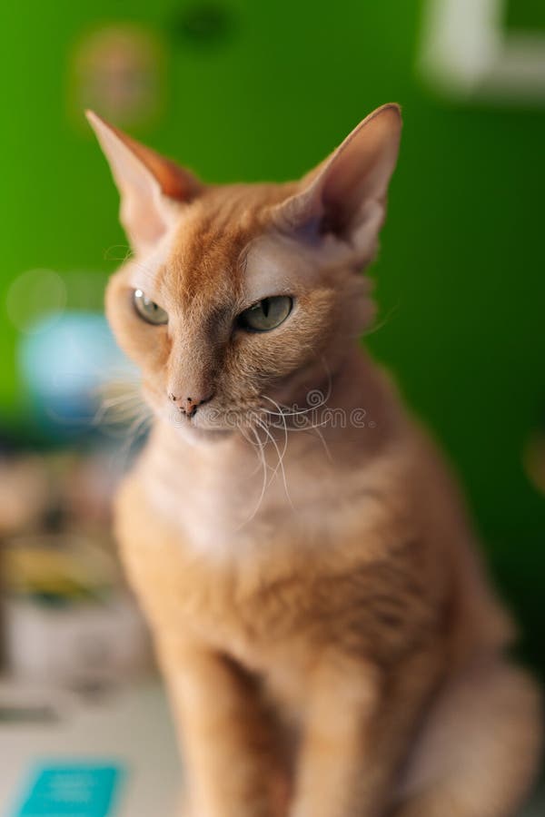 Vertical Studio Portrait of Angry Ginger Cat with Striking Green Eyes ...