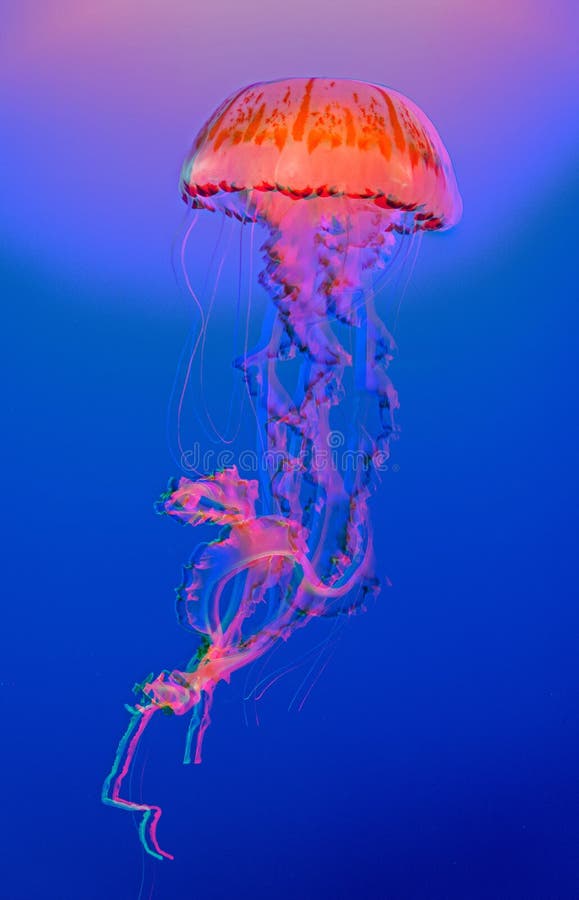 Vertical Stunning Dreamy Shot of a Jellyfish Stock Photo - Image of ...