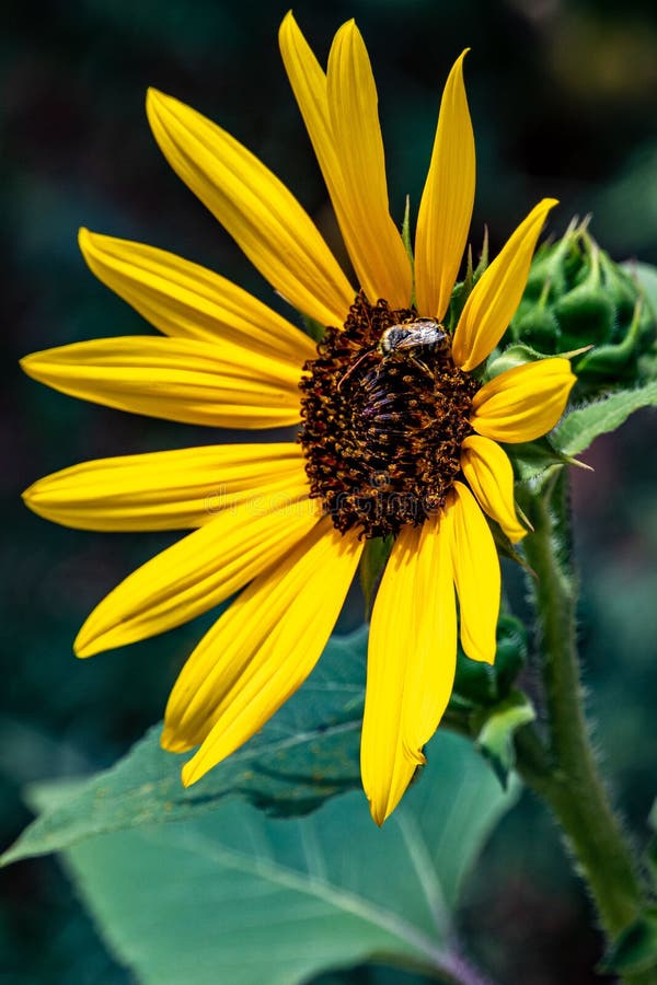 Vertical of a Sunflower with a Bee Collecting Nectar from it. Stock ...