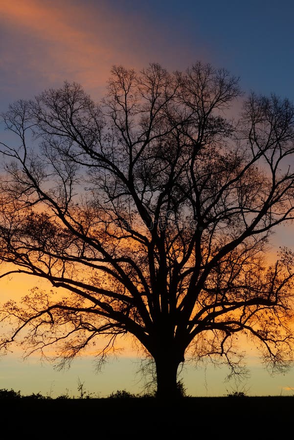 Vertical-Sunrise Colors Behind An Old Oak Tree. Stock Image - Image of ...