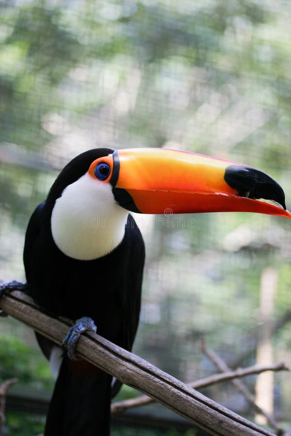 Toucan Looking Dead on. Funny Stock Image - Image of pose, beak: 98548617