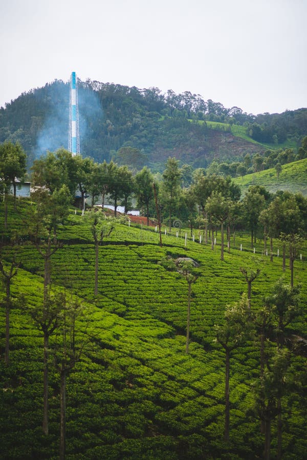 Vertical of Tea Bush Plants Growing on Hills. Stock Photo - Image of ...