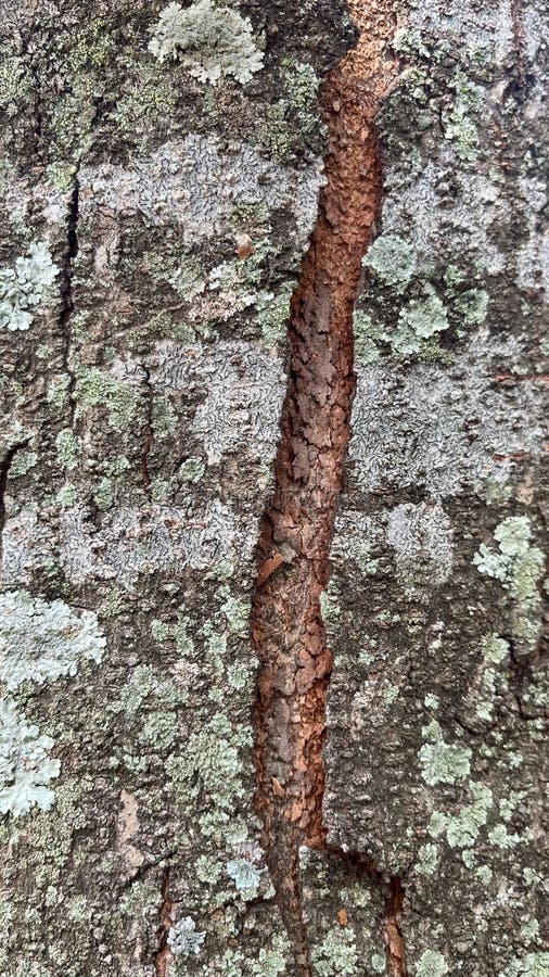 209 What Tube Feet Stock Photos - Free & Royalty-Free Stock Photos from ...