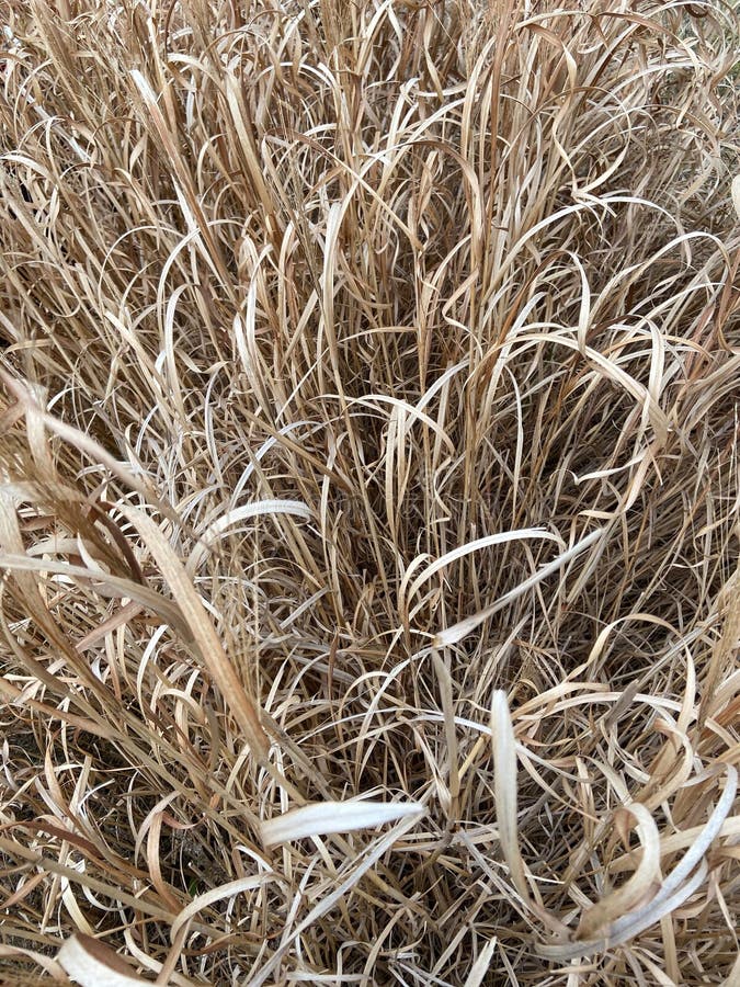 Vertical Texture of Dry Grass; High Angle View Stock Photo - Image of ...
