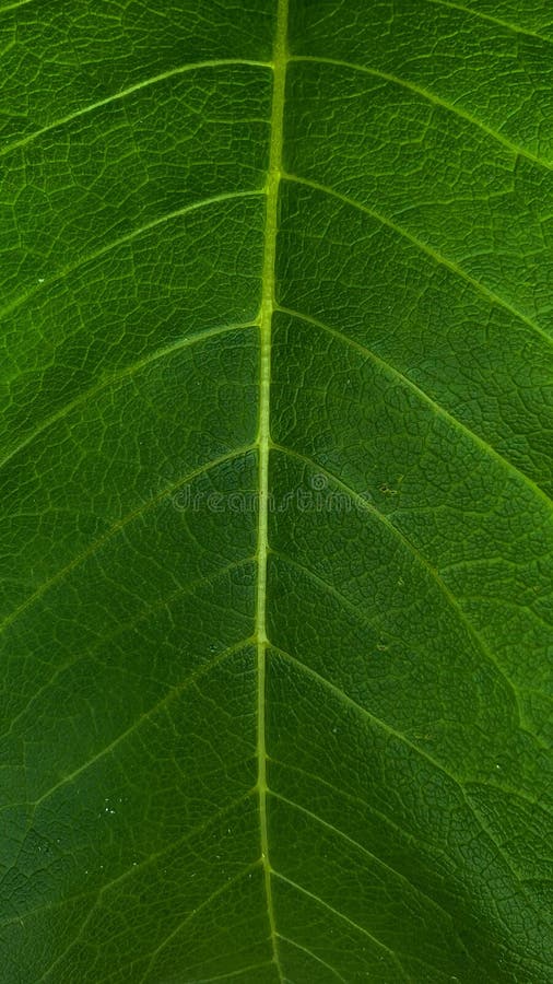 Vertical Texture of the Green Leaf Stock Image - Image of closeup ...
