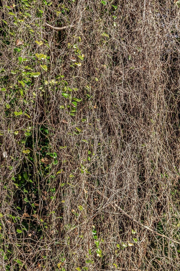 Vertical Texture of Thickets of Dry Vines Stock Photo - Image of green ...