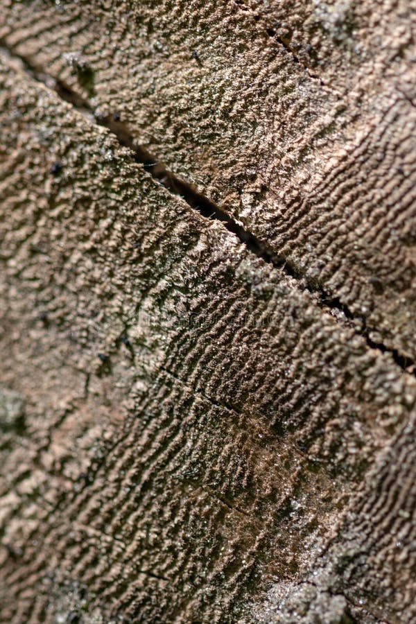 Vertical Texture of the Wall with a Rough Surface Stock Image - Image ...