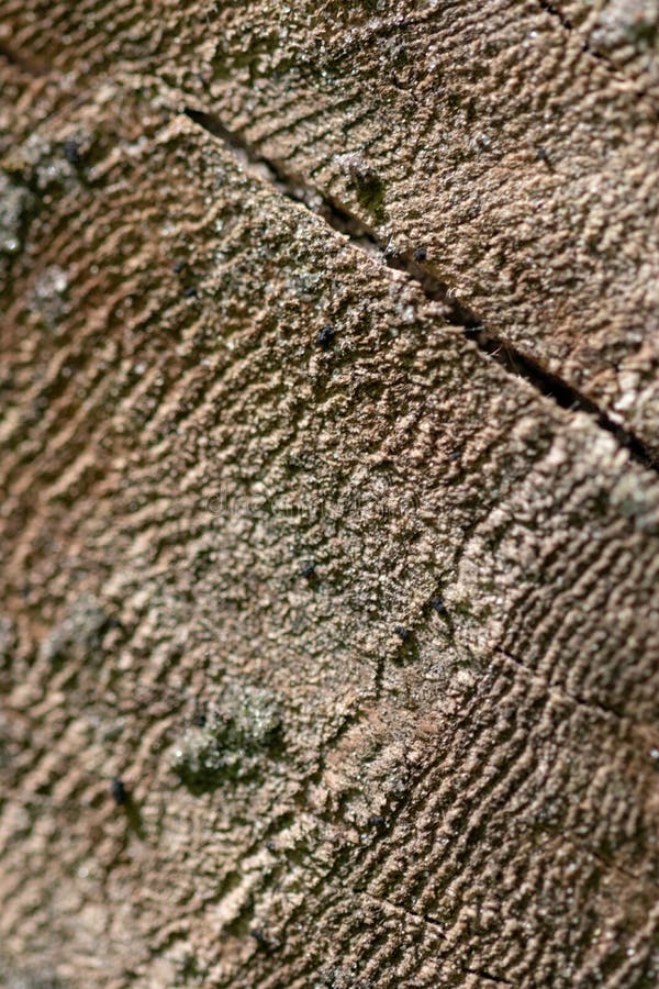 Vertical Texture of the Wall with a Rough Surface Stock Photo - Image ...