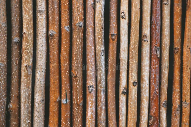 Vertical Thin Trunks of Young Trees. Natural Background Stock Photo ...