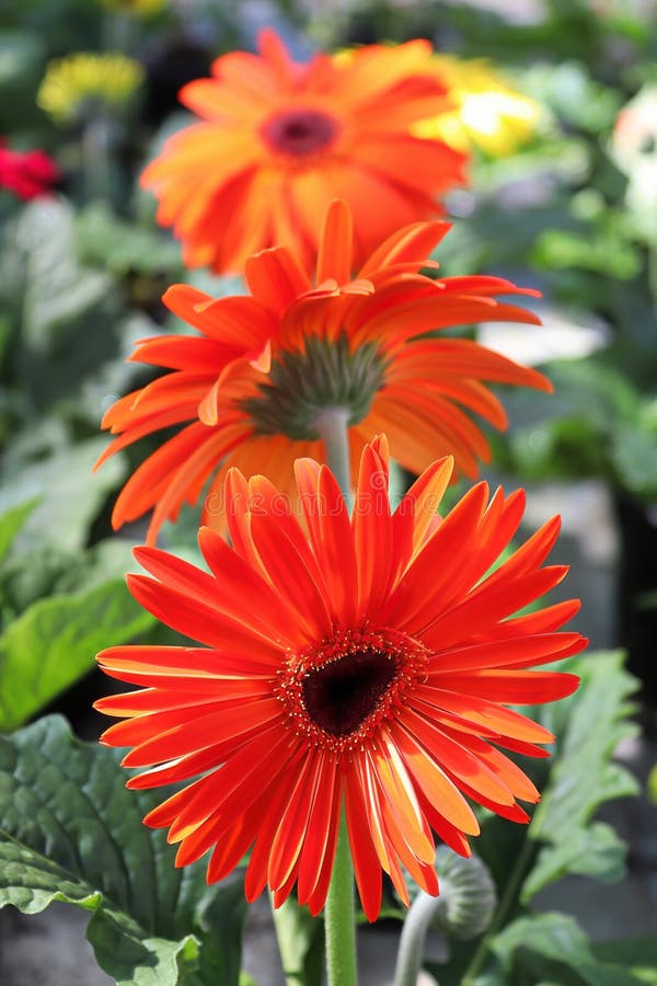 Vertical of Three Red Gerbera in Bloom Stock Photo - Image of canada ...