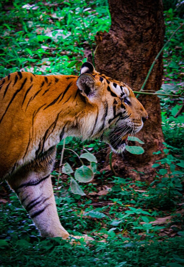 Vertical of a Tiger Walking in the Forest. Stock Image - Image of ...