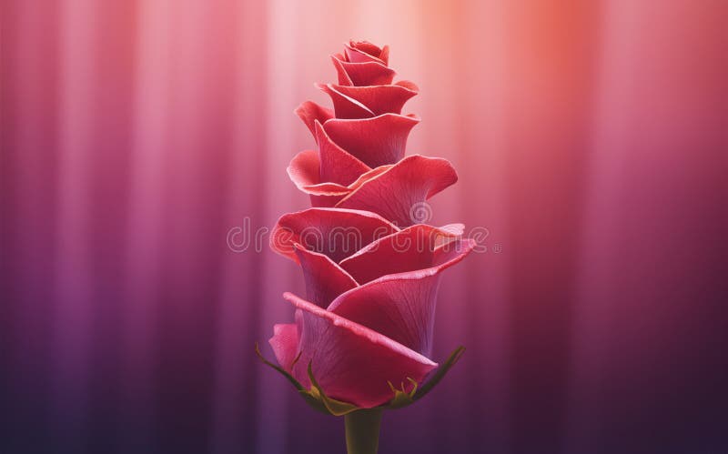 Generative-AI, Vertical Time-Lapse of a Rose Blooming for a Romantic ...