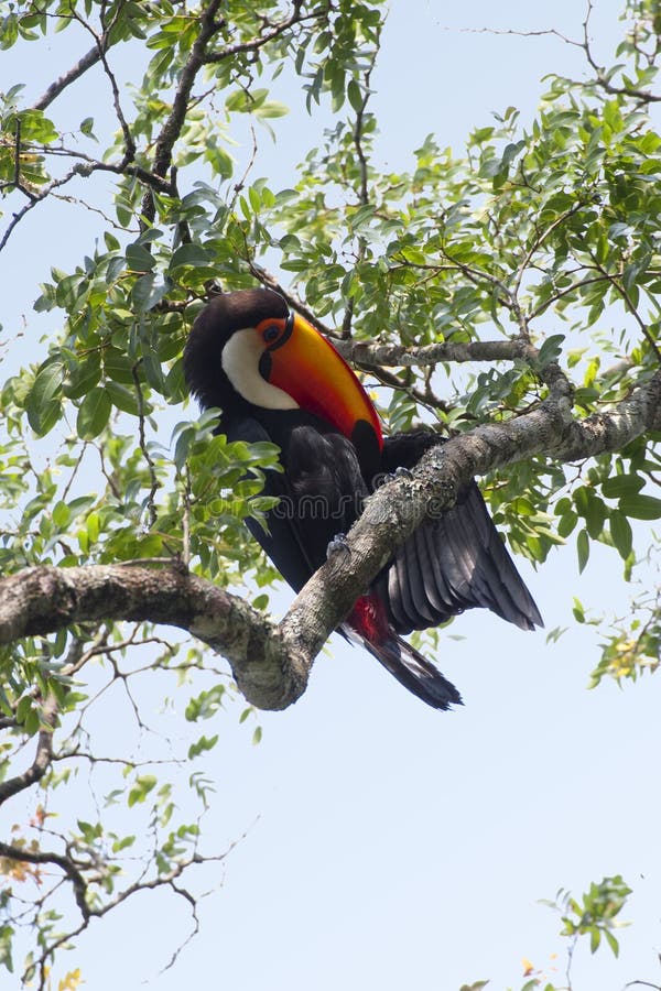Vertical of a Toco Toucan, Ramphastos Toco, Preening Stock Photo ...