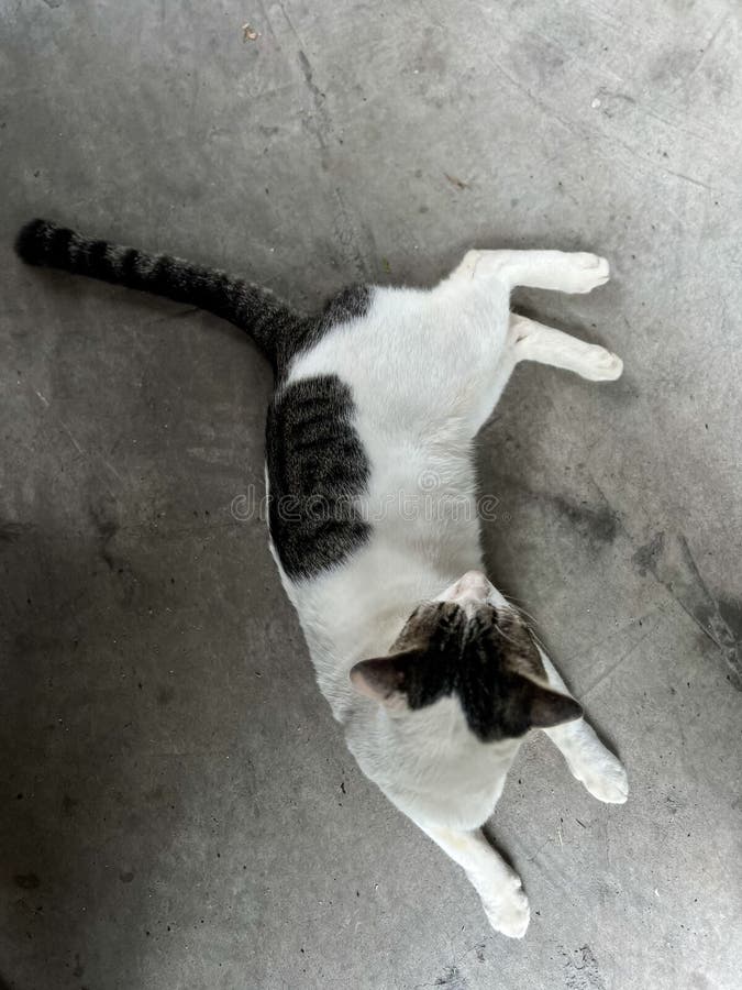 Vertical Top View of a Black-spotted White Cat Lying on the Floor Stock ...