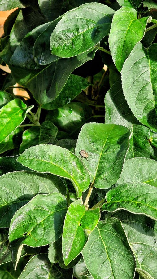 Vertical Top View of a Bug, Small Insect on Green Leaves Stock Photo ...