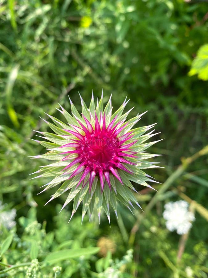 Vertical Top View Closeup of a Musk Whistle Captured in a Garden Stock ...